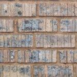 Clay Bricks (NFX Blue) - Brick Tile Shop